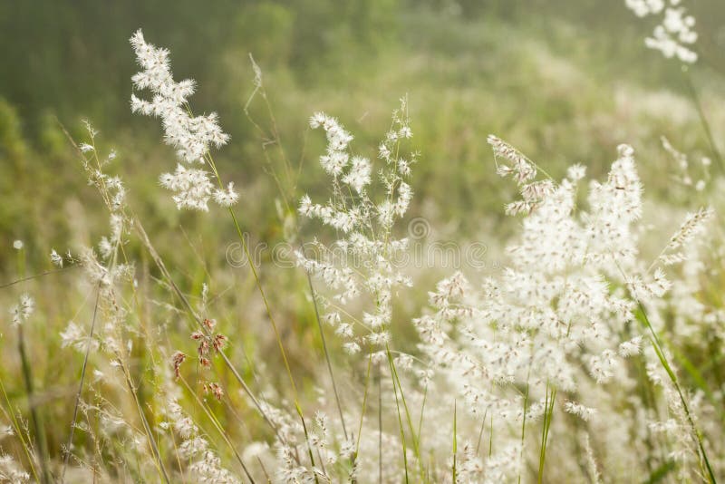 Flower meadow on morning. stock photo. Image of morning - 127488662