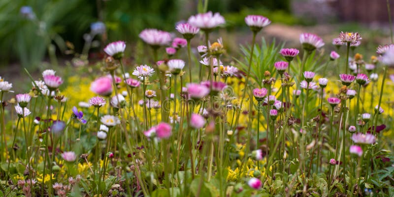 Flower Meadow with Pink Daisies in the Garden Stock Photo - Image of ...