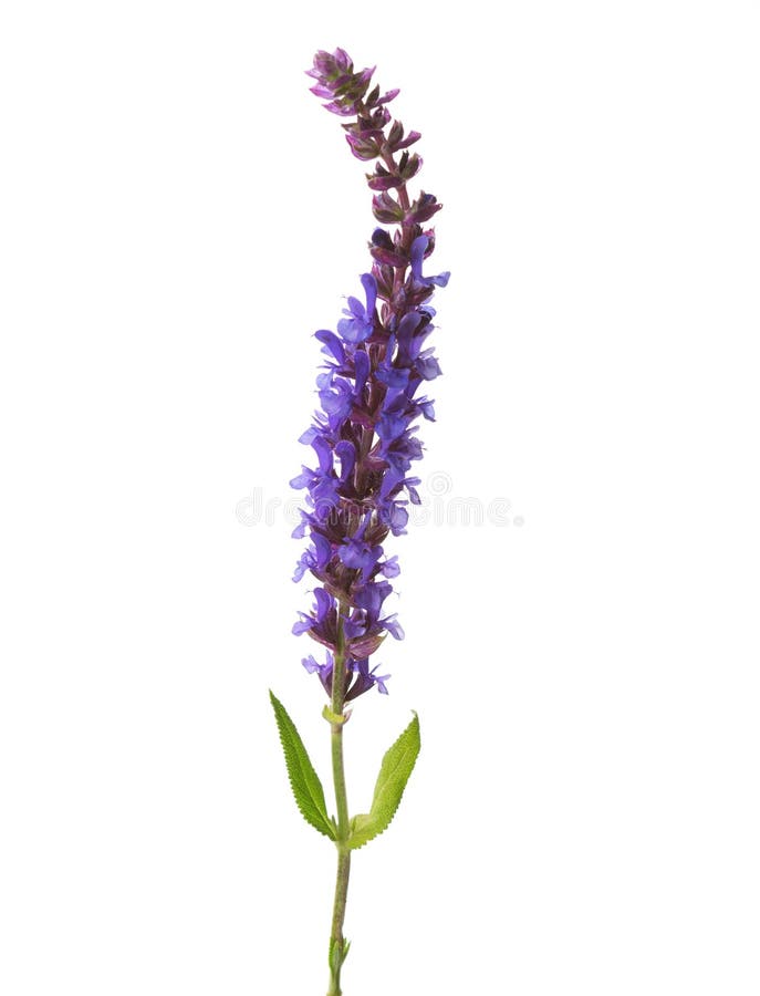 Clary Sage Inflorescences Isolated on White Background Stock Photo ...