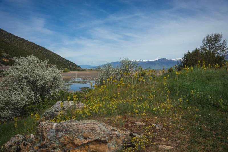 Flower Meadow on Slope of Mountains and Lake Prespa, Greece Stock Image ...