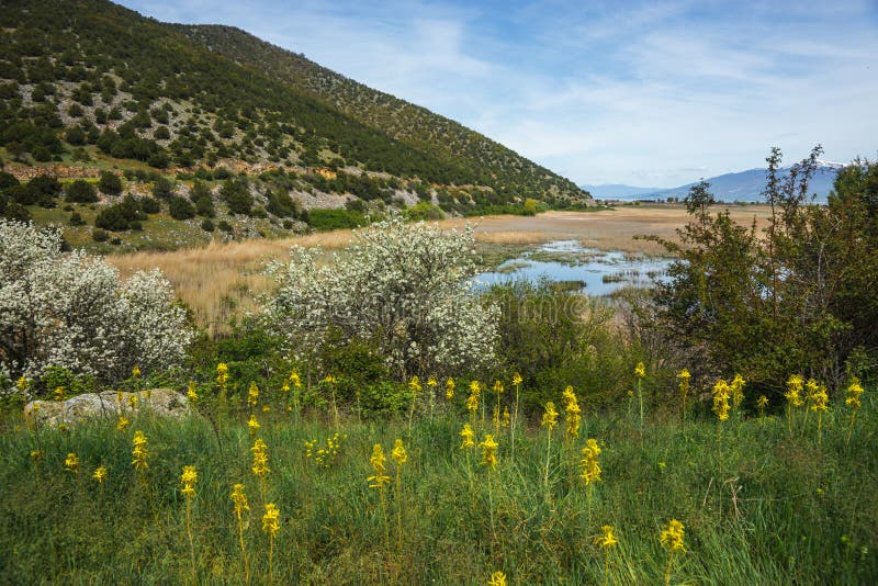Flower Meadow on Slope of Mountains and Lake Prespa, Greece Stock Photo ...