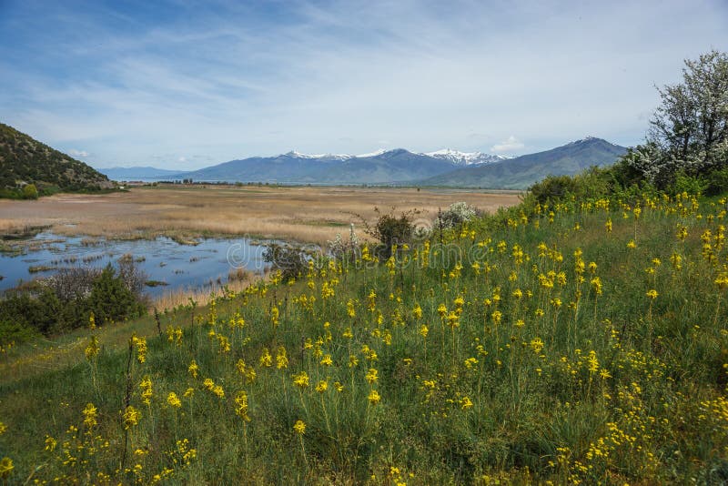 Flower Meadow on Slope of Mountains and Lake Prespa, Greece Stock Image ...