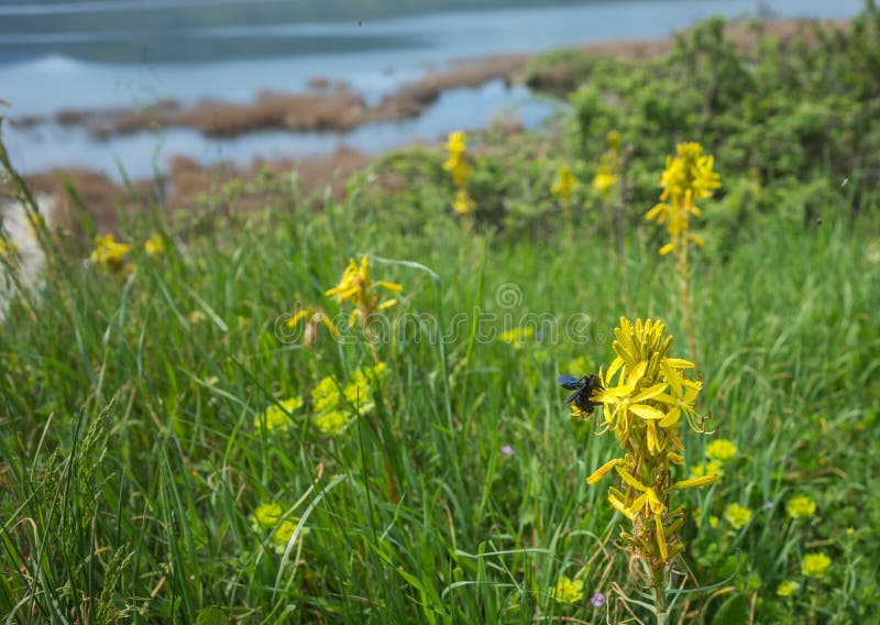 Flower Meadow on Slope of Mountains and Lake Prespa, Greece Stock Image ...