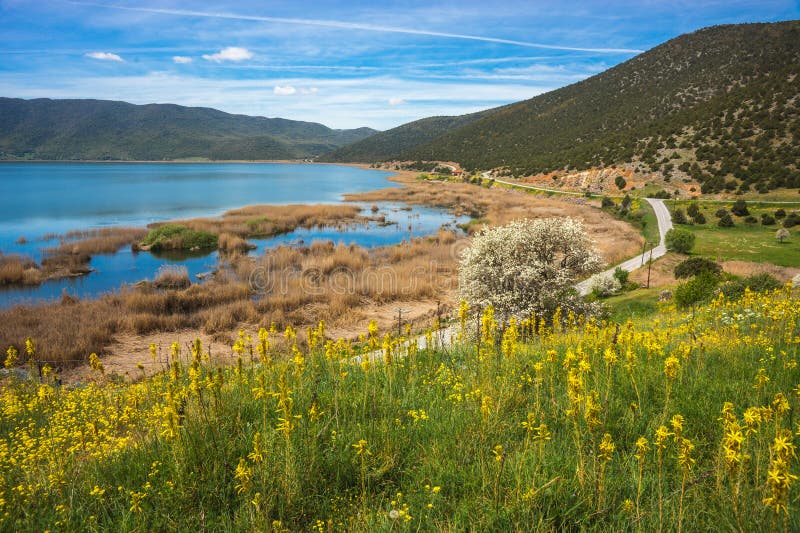 Flower Meadow on Slope of Mountains and Lake Prespa, Greece Stock Image ...