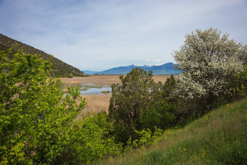 Flower Meadow on Slope of Mountains and Lake Prespa, Greece Stock Image ...