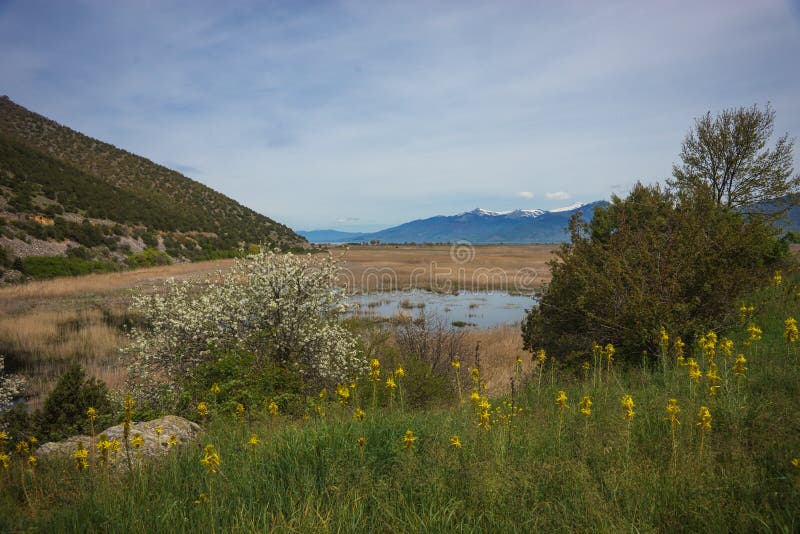 Flower Meadow on Slope of Mountains and Lake Prespa, Greece Stock Image ...