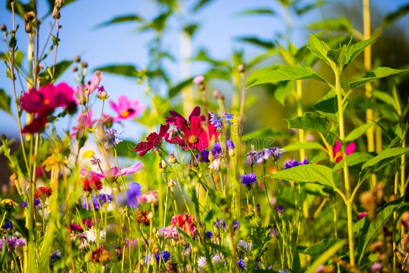 Summer Meadow Wallpaper