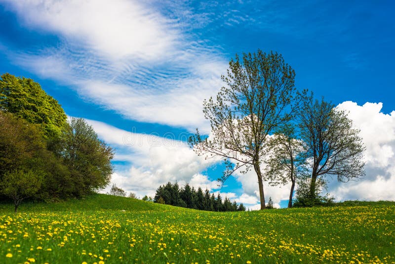 Flower meadow and trees stock photo. Image of beam, bird - 47606580