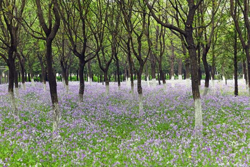 Flower Meadow Under the Tree in the Garden Stock Image - Image of side ...
