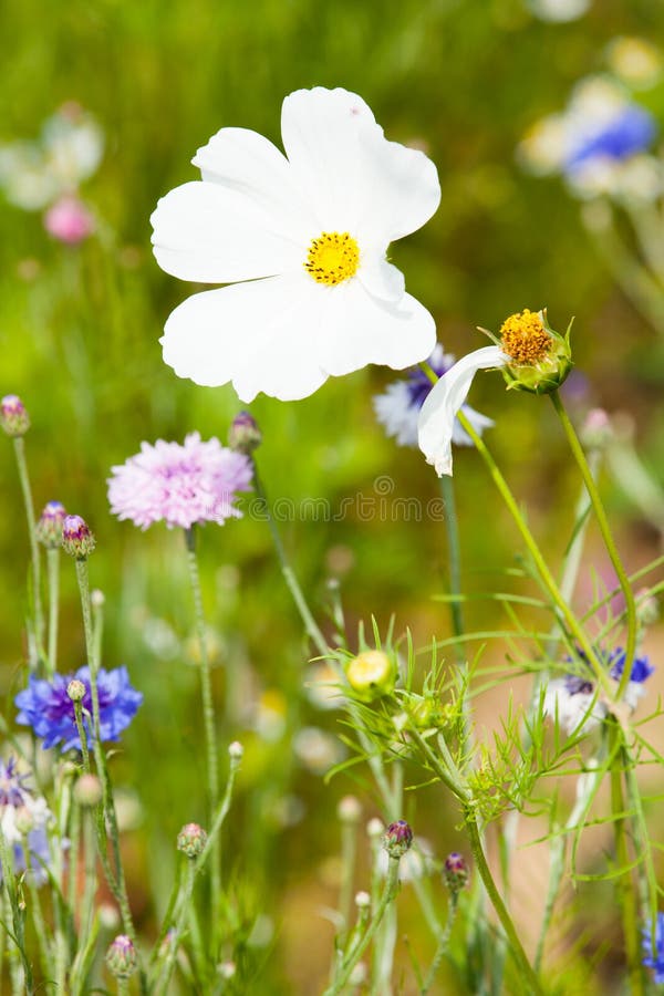 Flower meadow stock image. Image of beautiful, beauty - 46531855