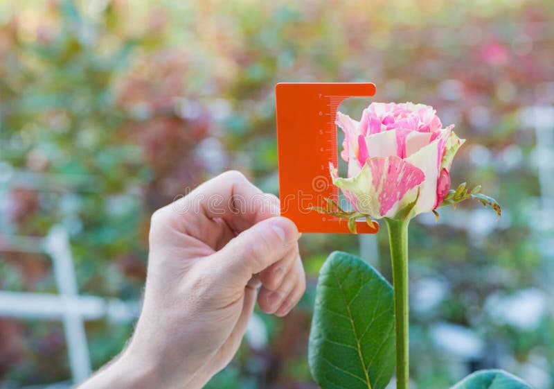 Flower with Measuring Scale Stock Image - Image of hothouse ...