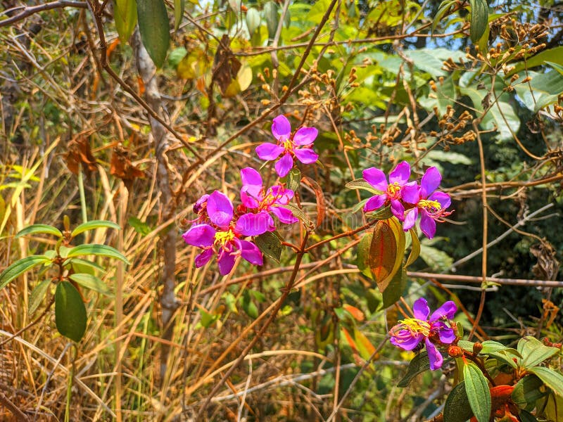 This is a Flower from the Melastoma Malabathricum Tree. Stock Photo ...