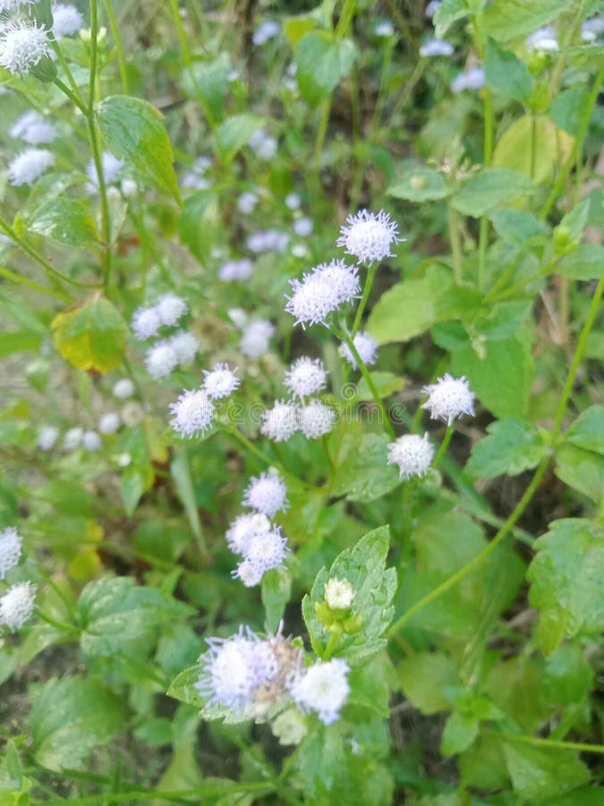 Flower melati stock photo. Image of flower, nature, hand - 289627622