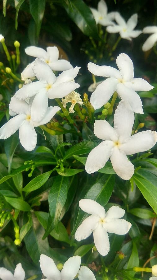 Flower, Melati Putih, Nature, Bloom, Blosom Stock Image - Image of ...