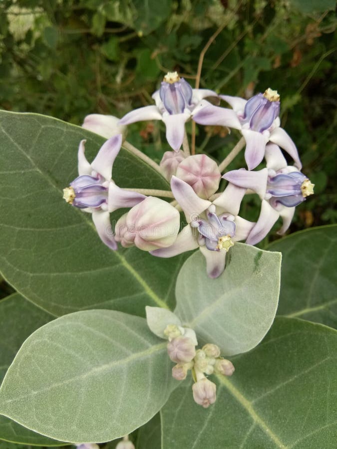 White and green pate stock photo. Image of food, produce - 198871086