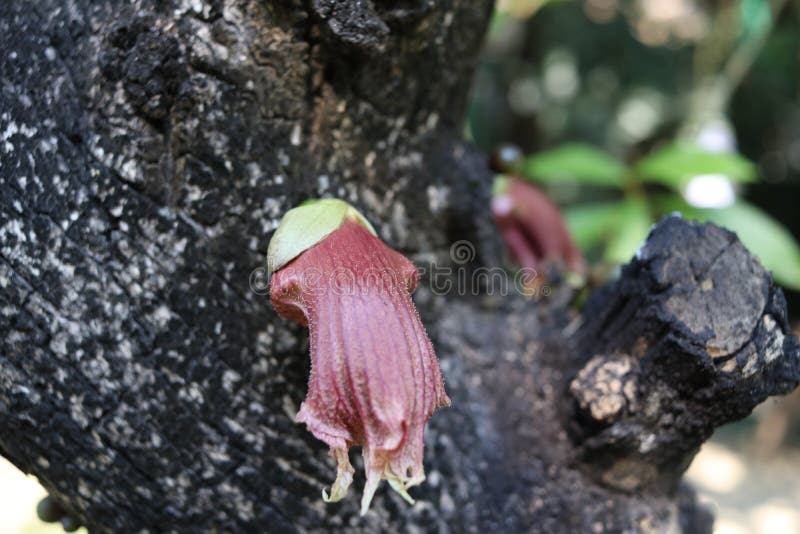 A Flower of Mexican Calabash. Stock Image - Image of crescentia, alata ...