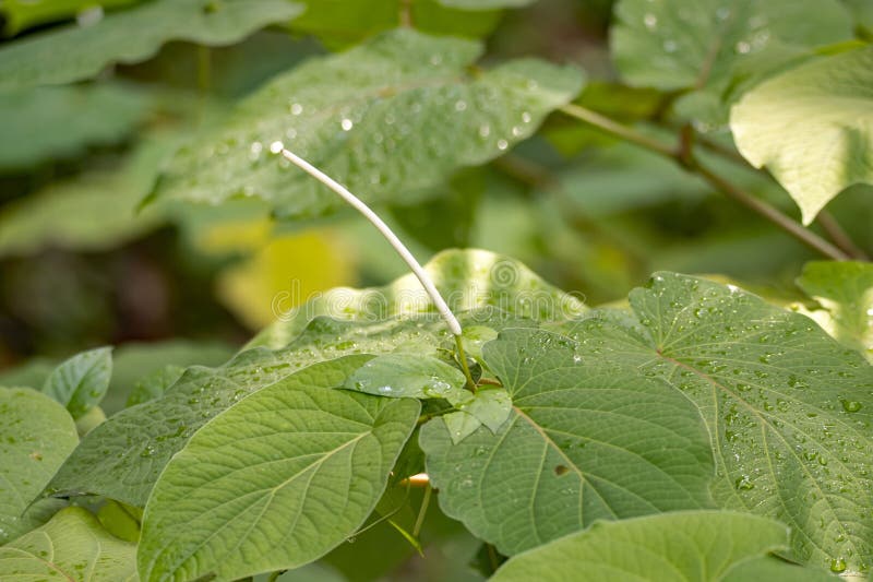 Flower of a Mexican Pepperleaf, Piper Auritum Stock Photo - Image of ...