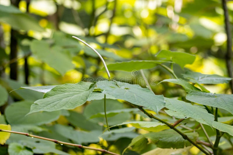 Flower of a Mexican Pepperleaf, Piper Auritum Stock Photo - Image of ...