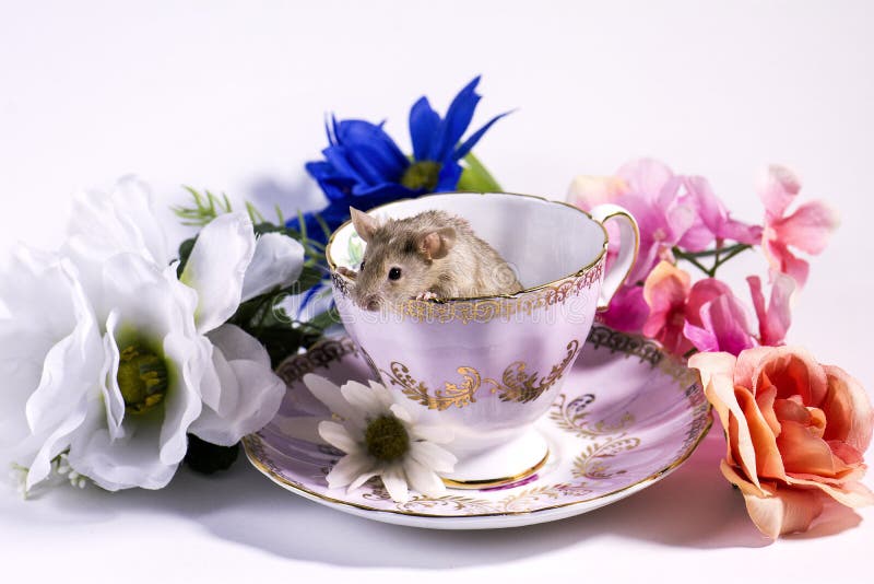 Flower Mice Tea Cup Stock Photos - Free & Royalty-Free Stock Photos ...