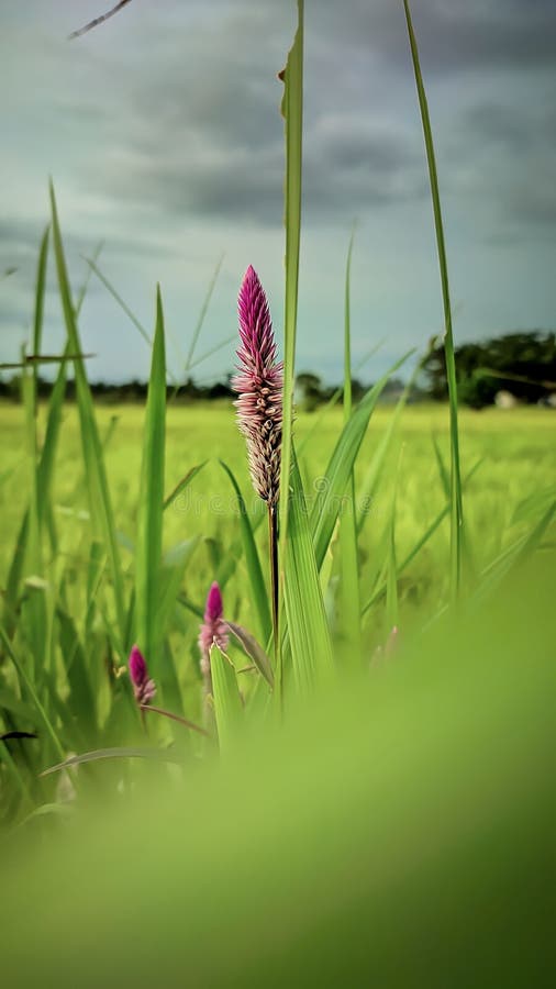 Flower in the Middle of Rice Field Stock Photo - Image of sunlight ...