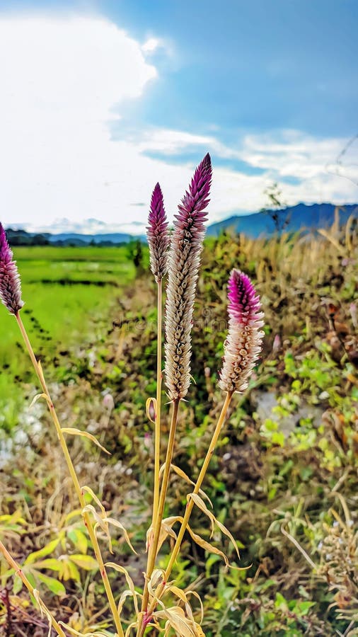 Flower in the Middle of Rice Field Stock Photo - Image of wildflower ...