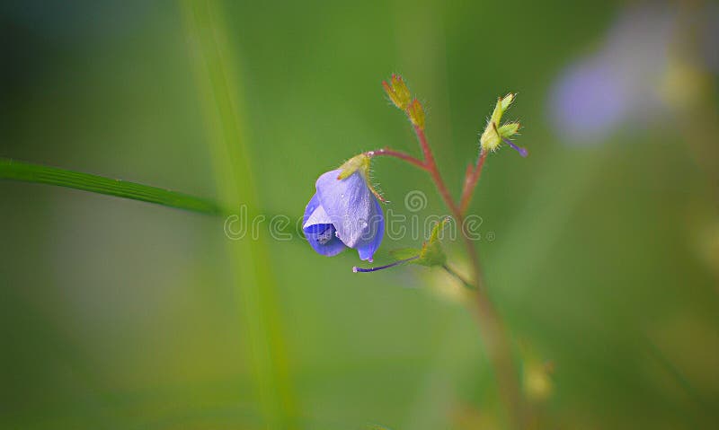 Flower stock image. Image of nature, midge, freshness - 90479971