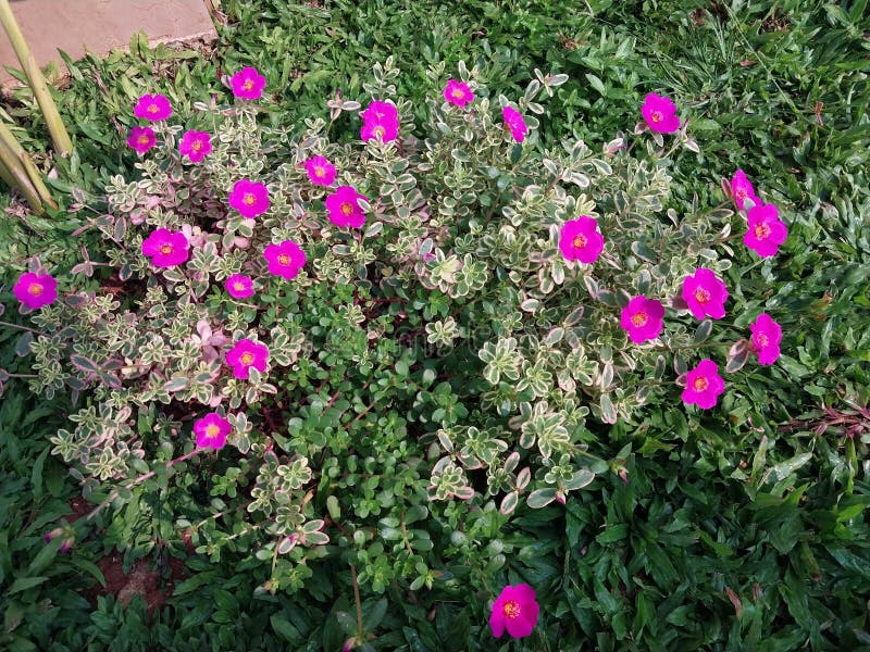 9am flower stock photo. Image of morning, morming, mini - 297642598