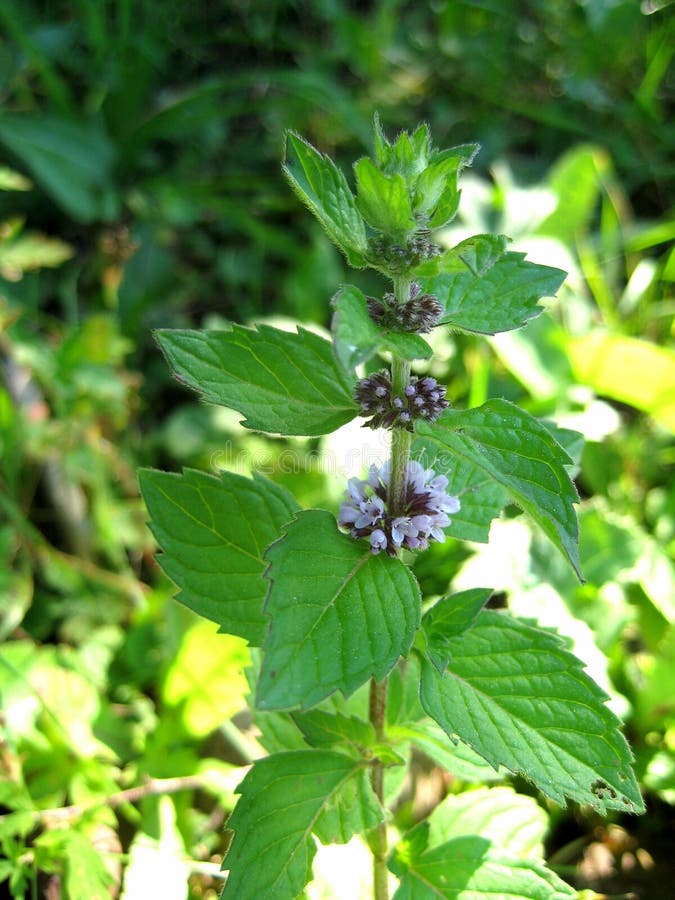 Flower Mint in the Green Grass Stock Photo - Image of grass, small ...
