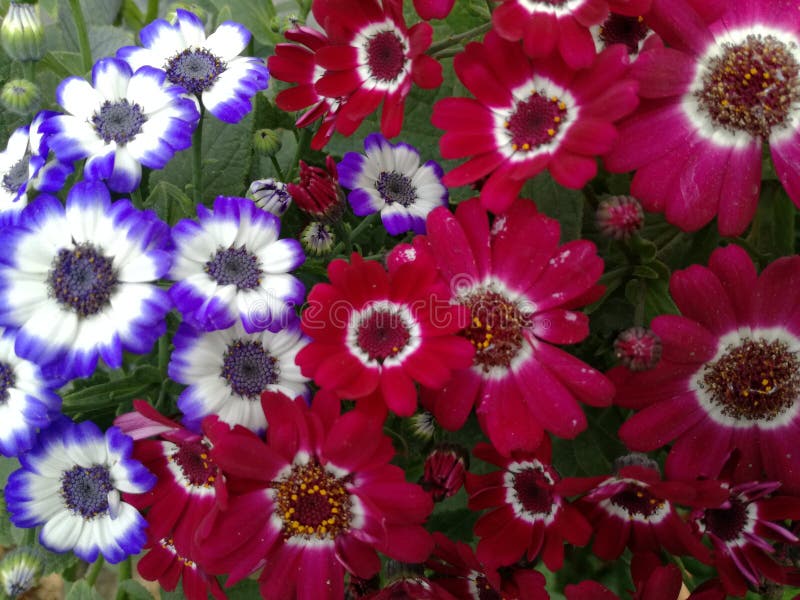 Flower mix stock photo. Image of blue, natural, white - 99183612