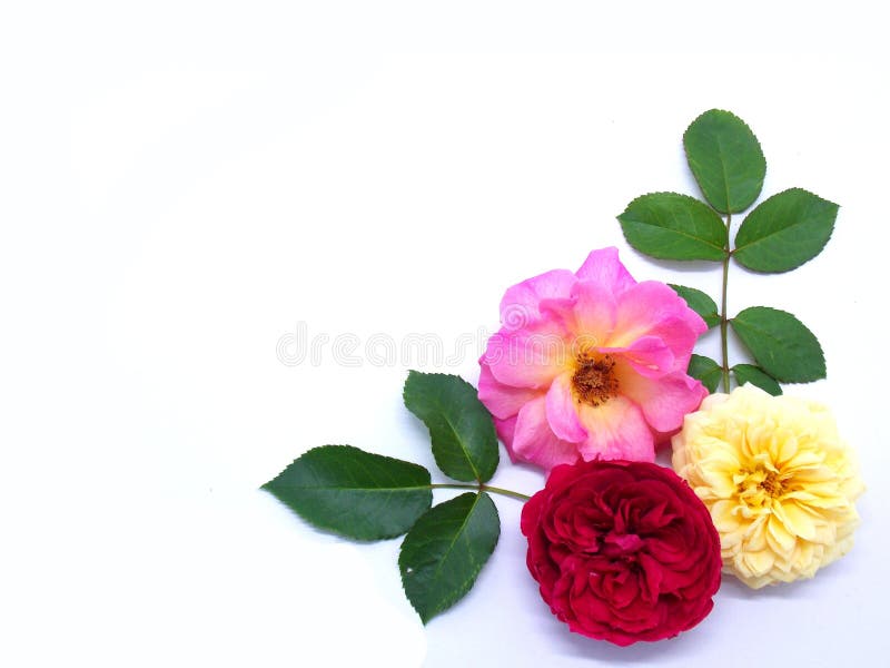 Flower border stock image. Image of card, pink, garden - 60614011