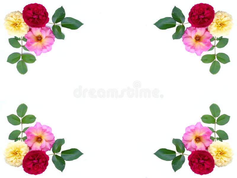 Flower border stock photo. Image of single, white, card - 60614180