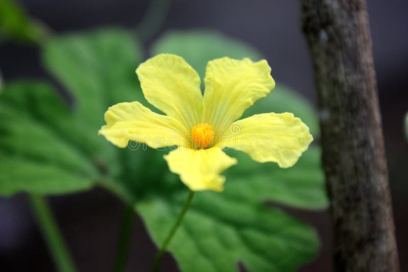 Flower of Momordica Charantia Also Known As Bitter Melon Bitter Apple ...