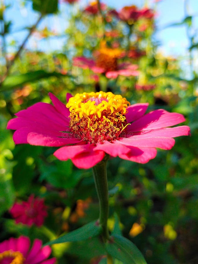 The Flower is More Beautiful with the Rays of the Morning Sun. Stock ...