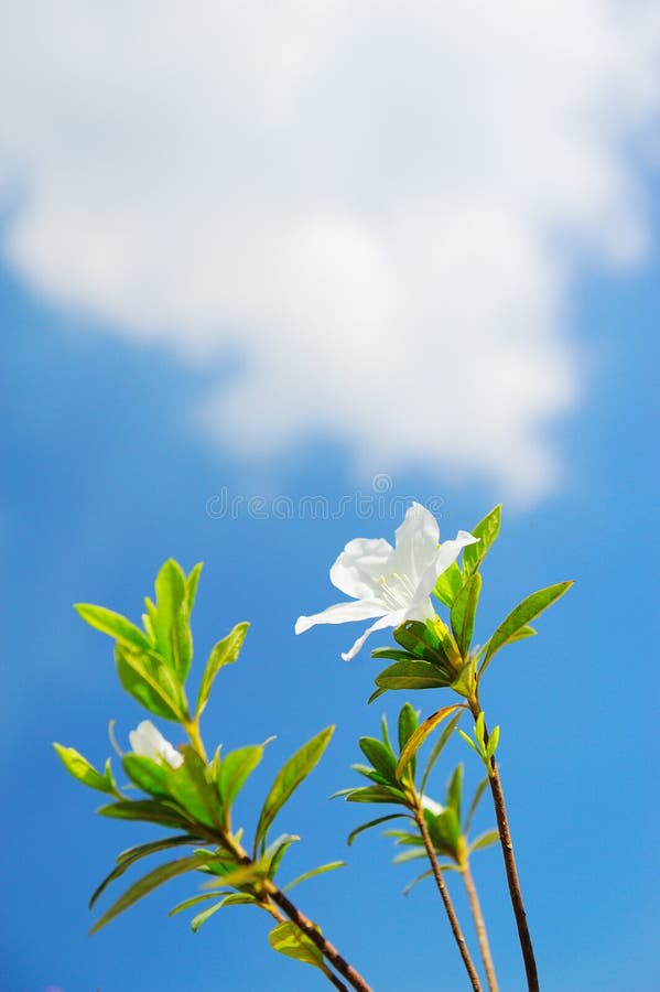 Flower in the morning stock photo. Image of family, meadow - 22766782