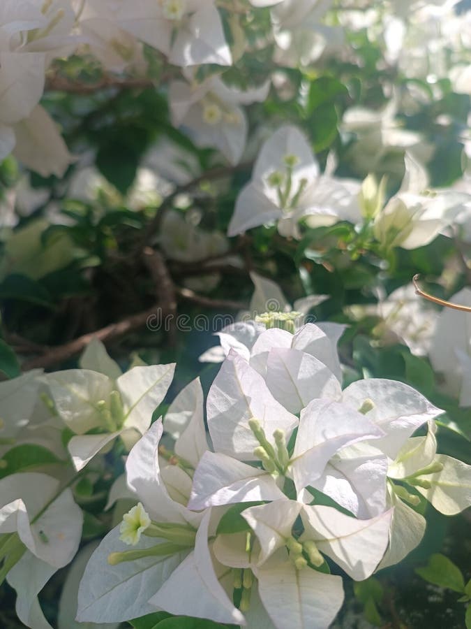 Flower in the Morning and Sun for People Stock Image - Image of flower ...