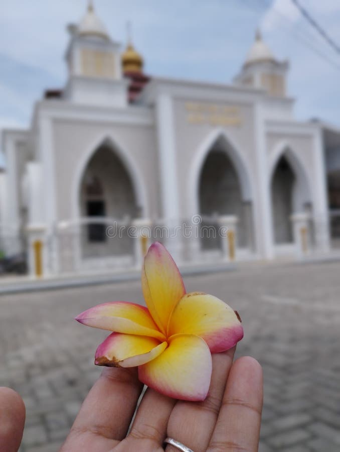 Flower of the Mosque stock photo. Image of food, green - 262173268