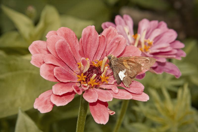Flower Moth stock image. Image of beautiful, gathering - 42693867