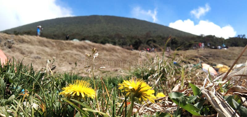 Flower on Mount Gede Pangrango West Java Stock Image - Image of flower ...