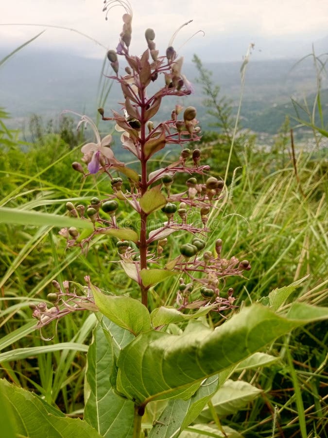 Flower Mountain Found West Java Indonesia Stock Photos - Free & Royalty ...