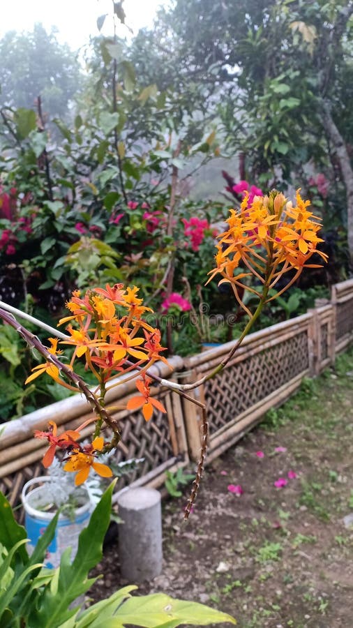 Flower a mountain in gowa stock photo. Image of mountain - 262584028