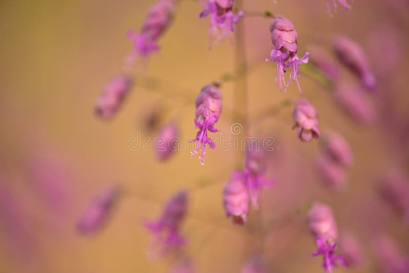 Flower 165 stock photo. Image of insect, wild, slope - 305585138