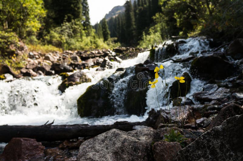 Flower at a Mountain Waterfall Stock Photo - Image of river, rock: 60553260