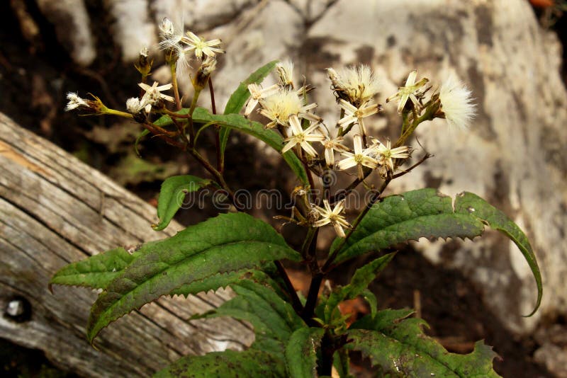 335 Nameless Flower Stock Photos - Free & Royalty-Free Stock Photos ...