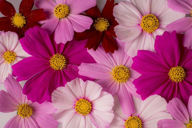 Flower Multi Colored Cosmos Background Stock Photo - Image of petals ...
