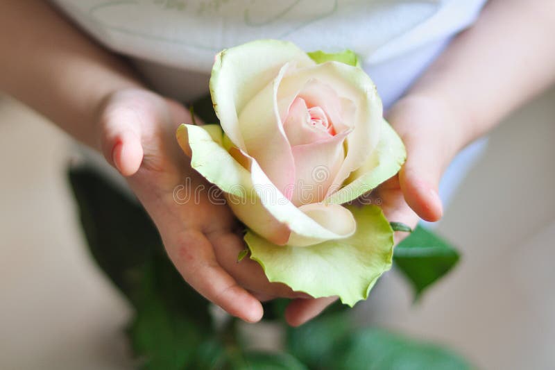 Flower for the Mummy stock image. Image of child, holiday - 50347351