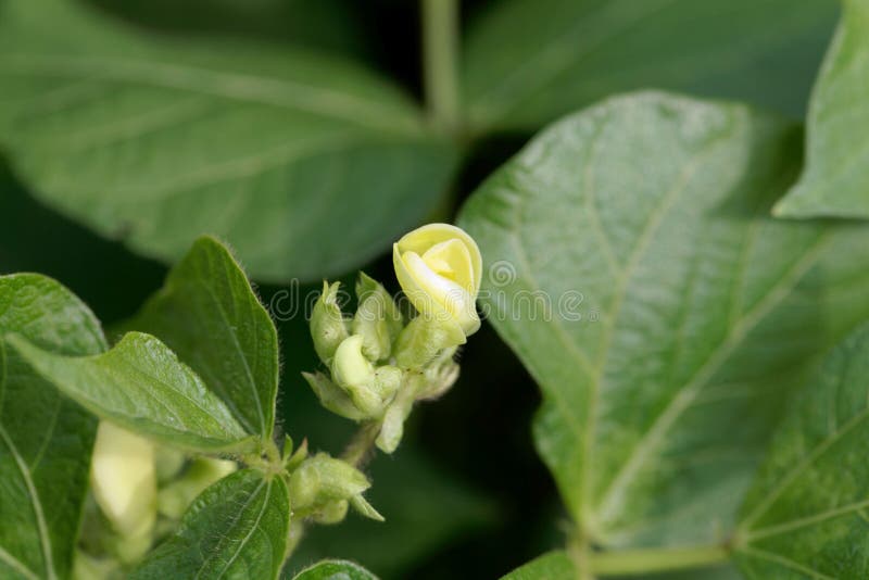 Flower of a Mung Bean, Vigna Radiata Stock Photo - Image of food ...