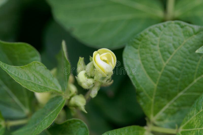Flower of a Mung Bean, Vigna Radiata Stock Photo - Image of food ...
