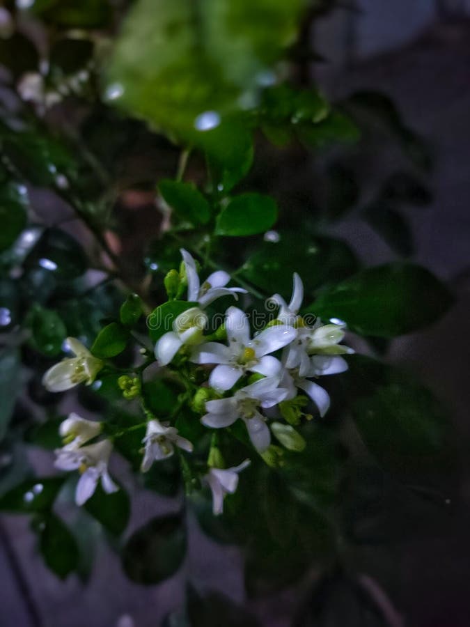 Flower - Murraya Paniculata Stock Image - Image of flower, jasmine ...