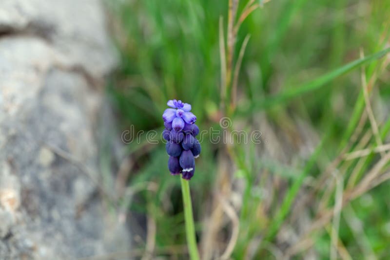 Flower of Muscari Commutatum Stock Image - Image of botany, bloom ...