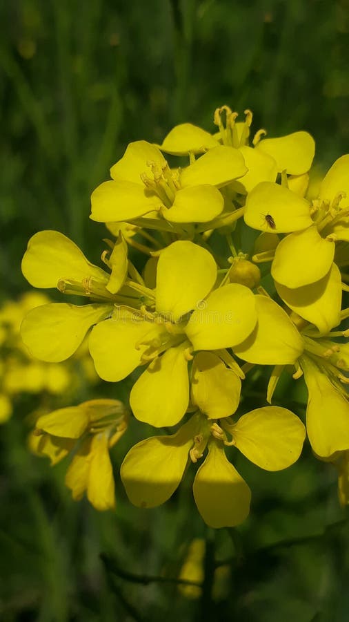Flower of Mustard stock image. Image of sarson, mustard - 110936475